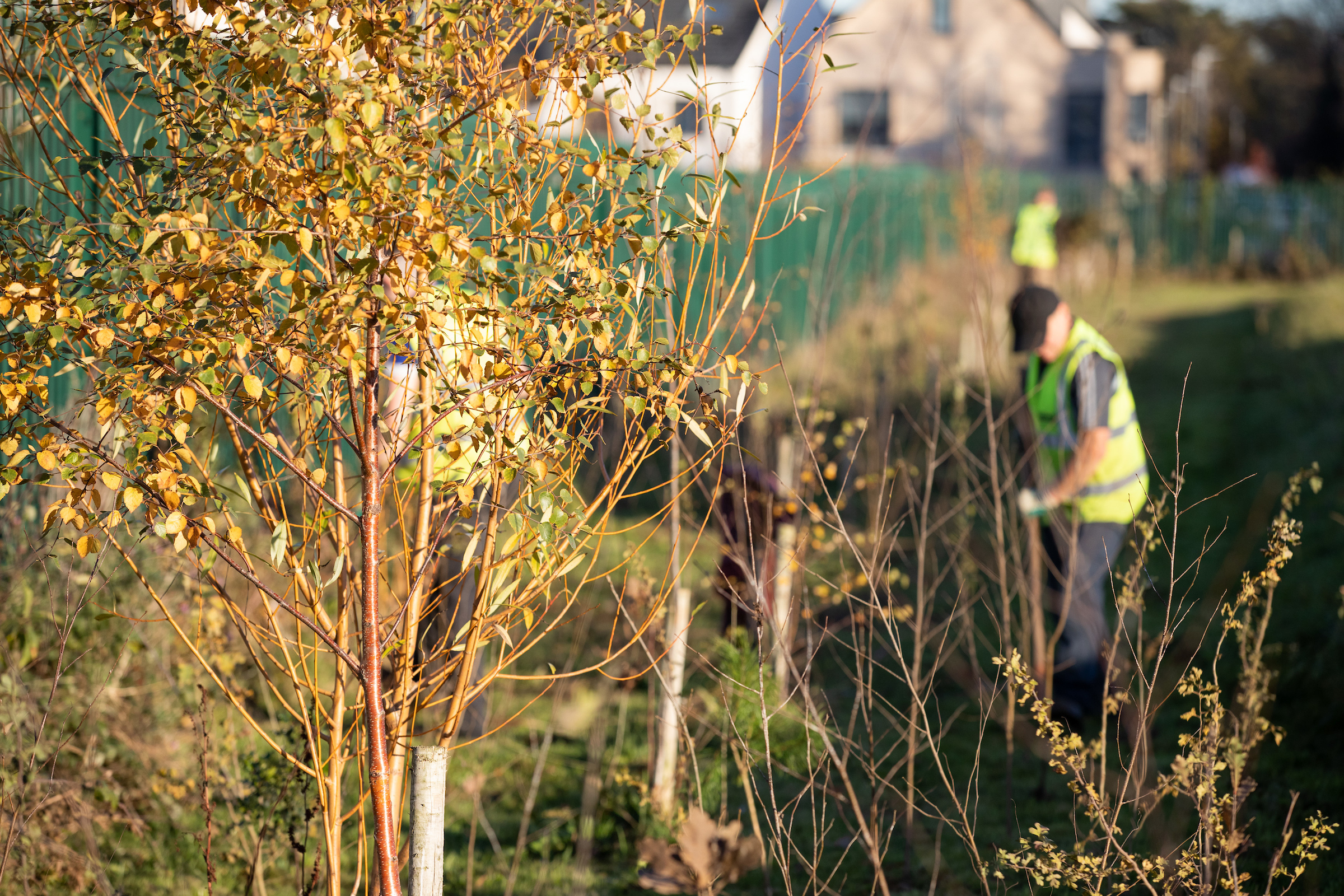 Ballyboden Water Treatment Plant: Improving Biodiversity | Our Projects ...